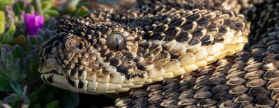 Unveiling the puff adder’s mysterious disappearing act