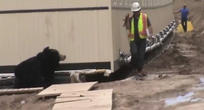 Pranked! Man Pranks Co-worker in a Bear Costume