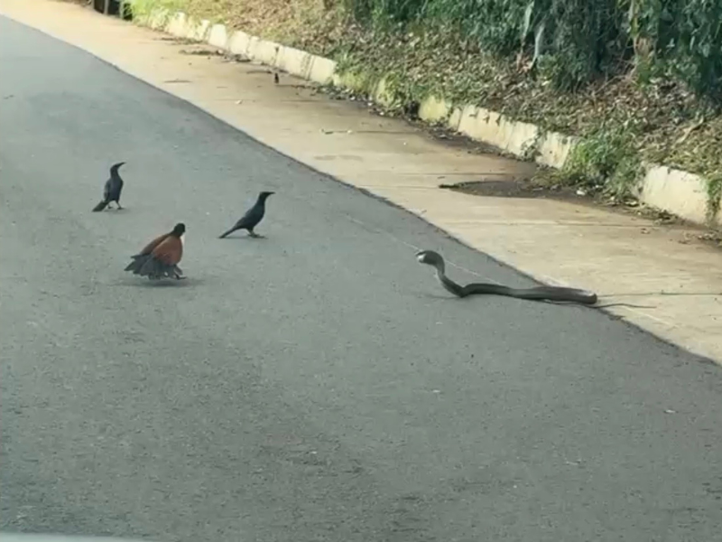 Durban birds tried to jump a snake