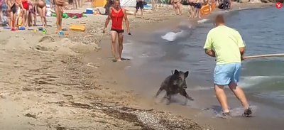 WATCH: Wild boar emerges from sea