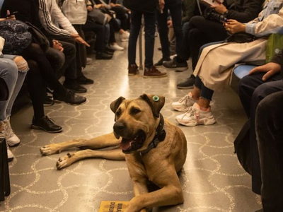 SEE: Looks like we have found the real-life tramp from 'Lady and the ...