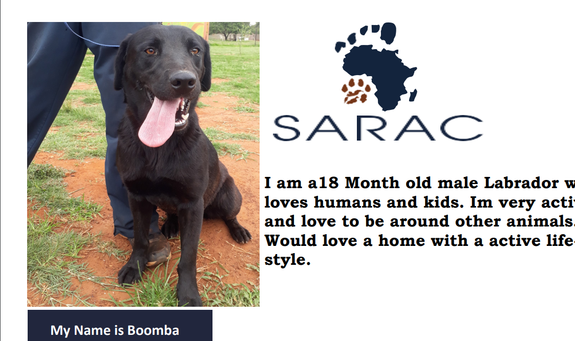 Here's your chance to give one of these adorable dogs a forever home