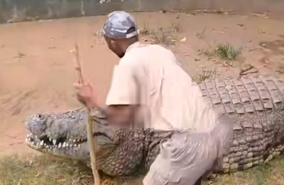 WATCH: Local crocodile handler attacked during live show