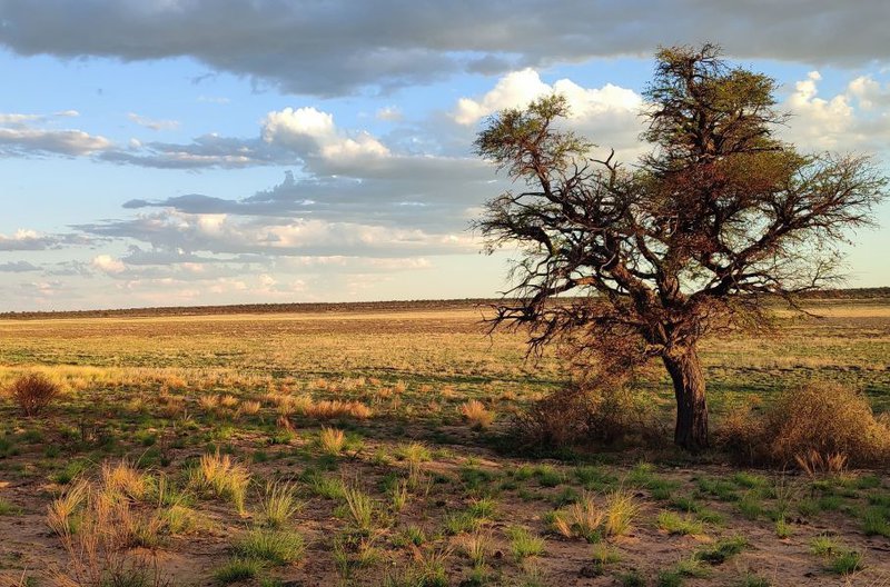 Not all tree planting helps environment, expert warns