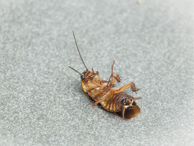 This is why you shouldn't step on a cockroach