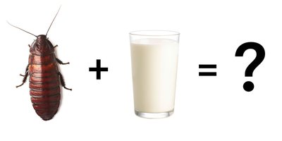 This is what you need to know about cockroach milk