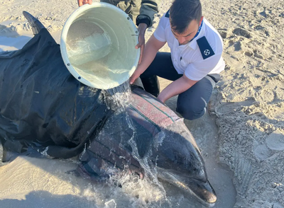WATCH: Two bottlenose dolphins rescued on Sandy Bay beach