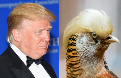 People flock to see Trump-like bird