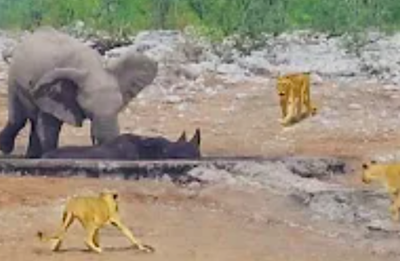 VIDEO: Elephant tries saving stuck rhino from hungry lions