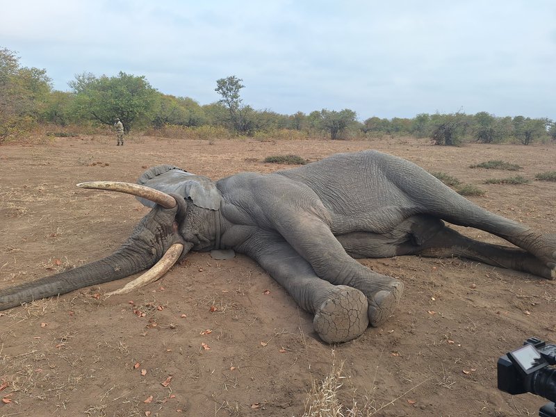 SANParks: Elephant poaching remains a threat