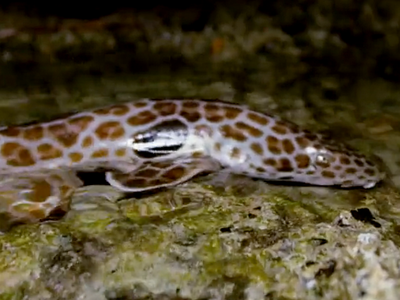 WATCH: Adventurer finds Incredibly rare footage of shark "walking" on land