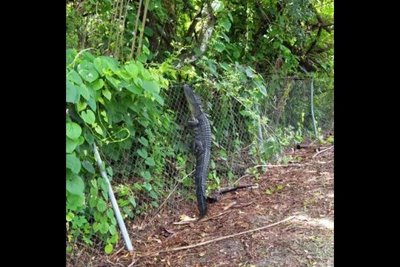 WARNING: Alligators can climb fences