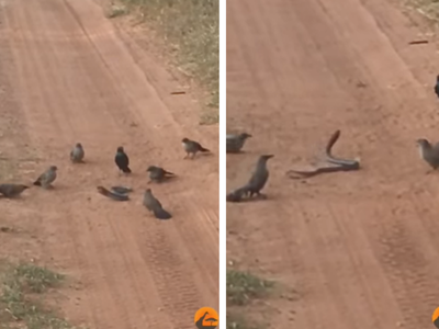 WATCH: Birds of a feather flock together to beat up a snake?!