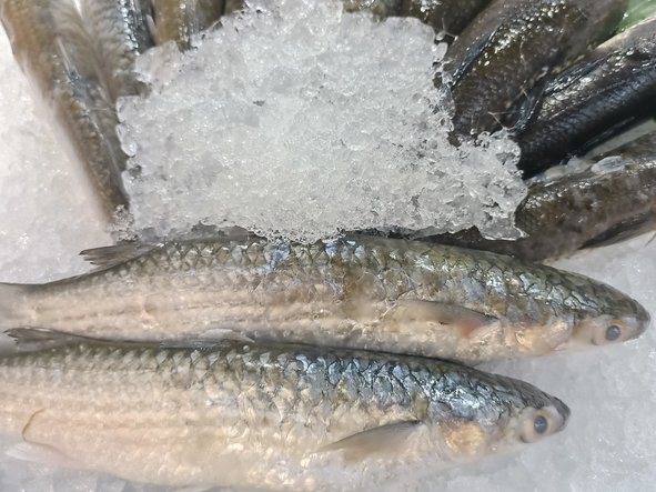 2026 Sardine Run: How to keep your sardines fresher for longer