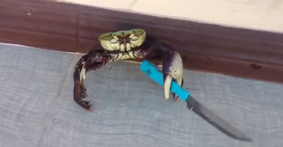 WATCH: Gangster Crab Goes Viral
