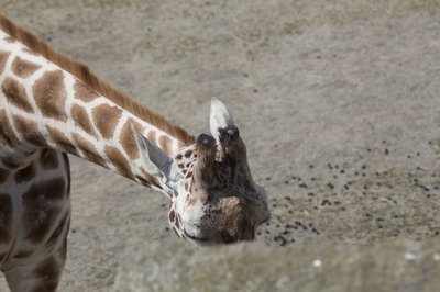 Would you wear a necklace made from giraffe poo?