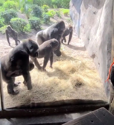 WATCH: Gorilla family at Disney World respond to snake in their territory