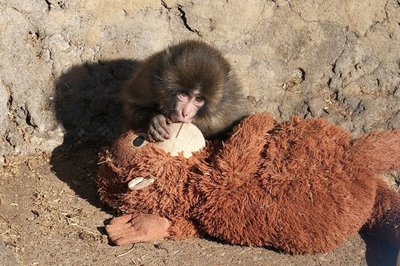 Rights group slams treatment of viral Japanese monkey