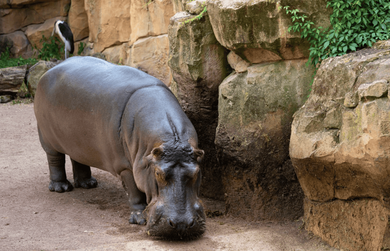 Two drown while attempting to access hippo carcass in Monzi area