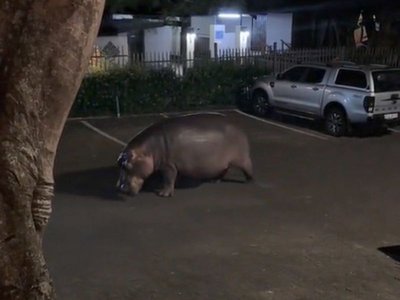 Mother hippo and calf spotted in Kempton Park