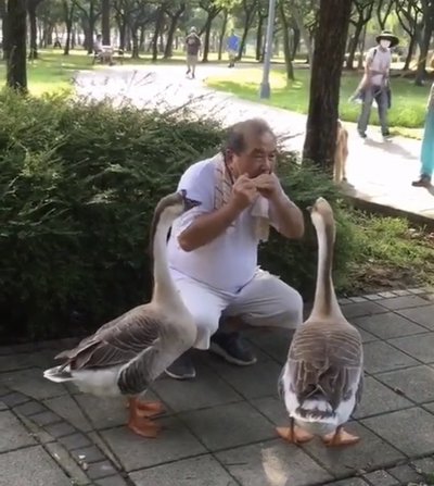 WATCH: These geese are pretty much holding this old man hostage