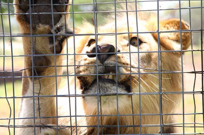 Cub petting has negative welfare consequences for big cats, reveals new ...