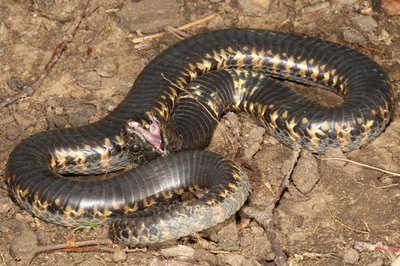 A snake that can spit and play dead - how awesome!