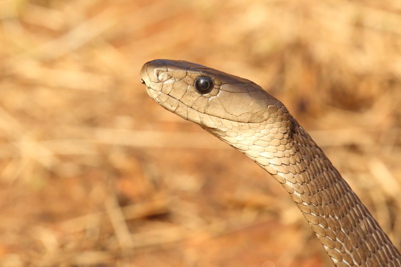WATCH Black Mamba Gives Snake Catcher The Run around In Durban Home