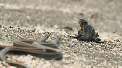 Baby iguana escaping a nest of racer snakes in BBC's Planet Earth 2 has ...