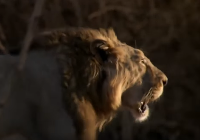 India watches for deadly virus as lion deaths spike