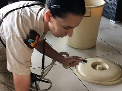 Black mamba meets its match with local snake handler in epic showdown