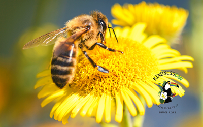 LISTEN: World Bee Day warning: Shrinking habitats threaten bee global ...