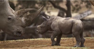 Meet Kianga, the cutest baby rhino we’ve ever seen.