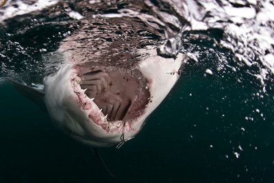 From sharkbait to shark saviour