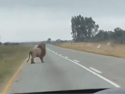 WATCH: North West lion escape sparks probe, officials confirm capture