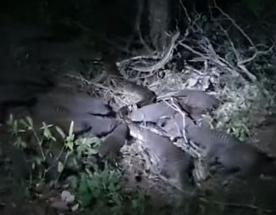 VIDEO: Python miraculously escapes attack from pack of mongooses