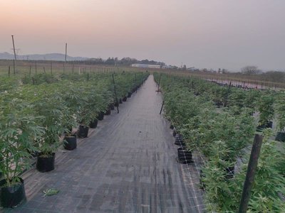 Man arrested during R30m bust at Camperdown dagga farm