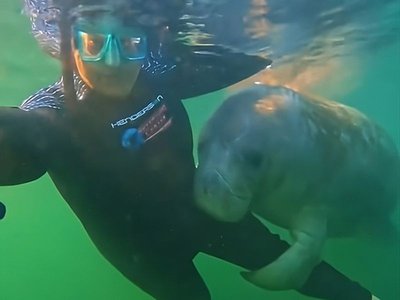 A gentle giant: Clip captures heartwarming moment with sweet manatee!