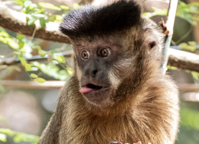 Monkey around! Visit The Hidden Forest near Ballito