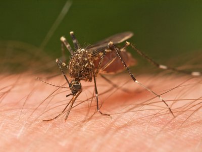Eco-friendly home remedies for mosquitoes
