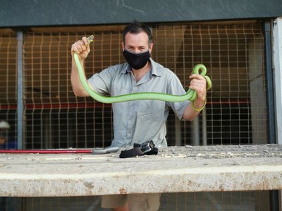 Green mamba at construction site