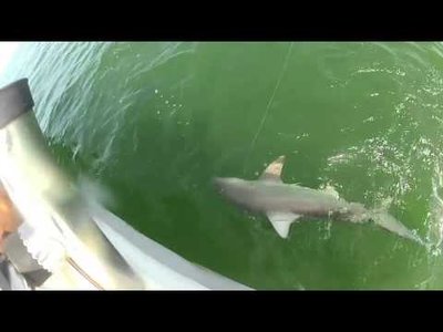 Grouper swallows 4 foot shark