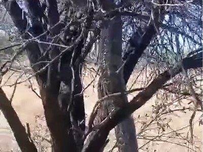 WATCH: Hilarious South African reaction to python climbing tree