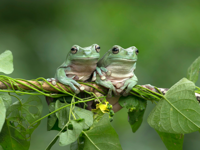 Researchers find female frogs play dead to avoid male attention
