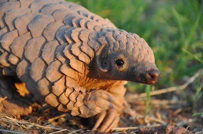 Conservationists mark World Pangolin Day and World Whale Day