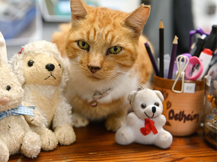 PODCAST: Animal welfare institution faces KZN closure