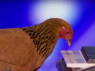 WATCH: Piano-playing chicken shocks 'America's Got Talent' judges!