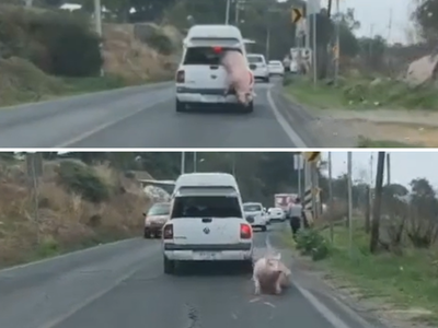 WATCH: Flying pigs, talking pigs, and now real-life stunt pigs...