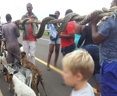 Snake expert shares insights after N2 python sighting