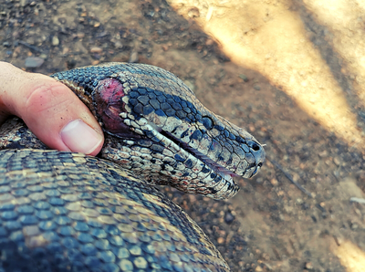 Python, black mamba rescued in one very busy afternoon